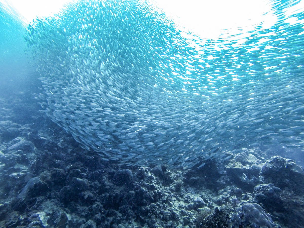 Tudo sobre Moalboal nas Filipinas: descanso, aventura e natureza